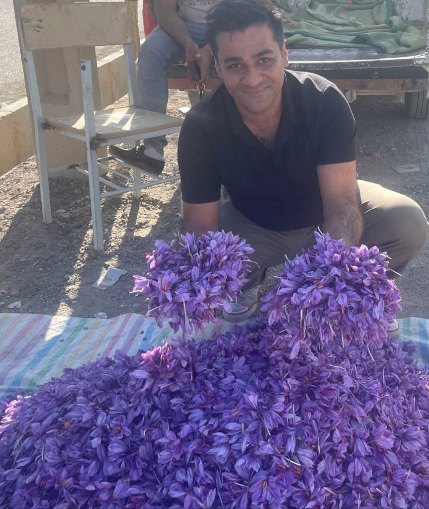 Growing saffron indoors - Dr Ardalan Farm
